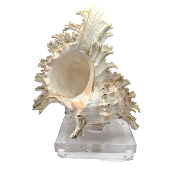 Accents | Large Natural Conch Sea Shell White Murex Ramosus On Base 8x6 ...